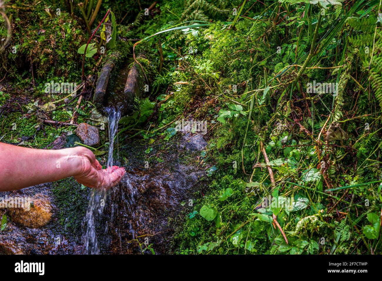 Natural drinking water from forest spring in the Dolomites, Italy Stock ...