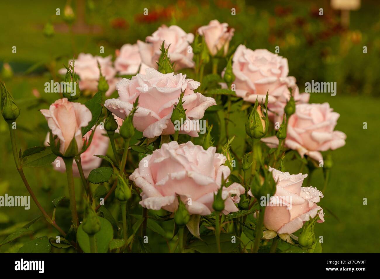 A lush bush of pink roses growing in the garden Stock Photo - Alamy