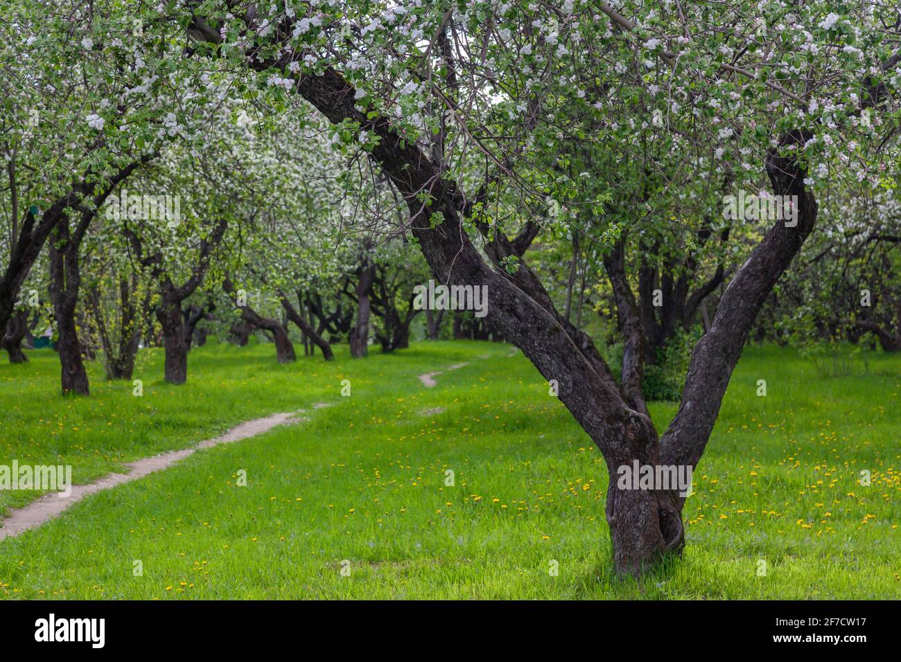 Spring blooming old apple orchard Stock Photo - Alamy