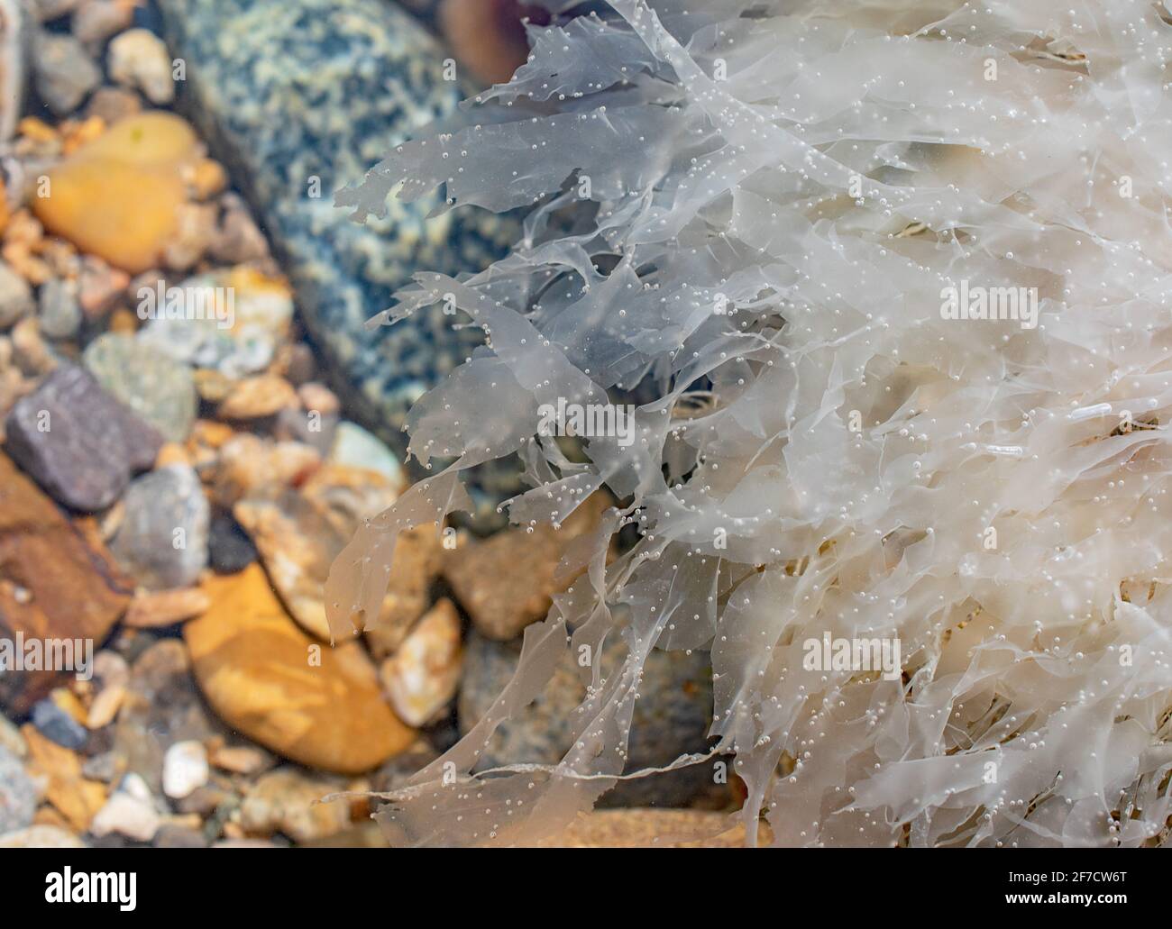 Translucent air filled fronds of seaweed float and swirl in a tidal ...