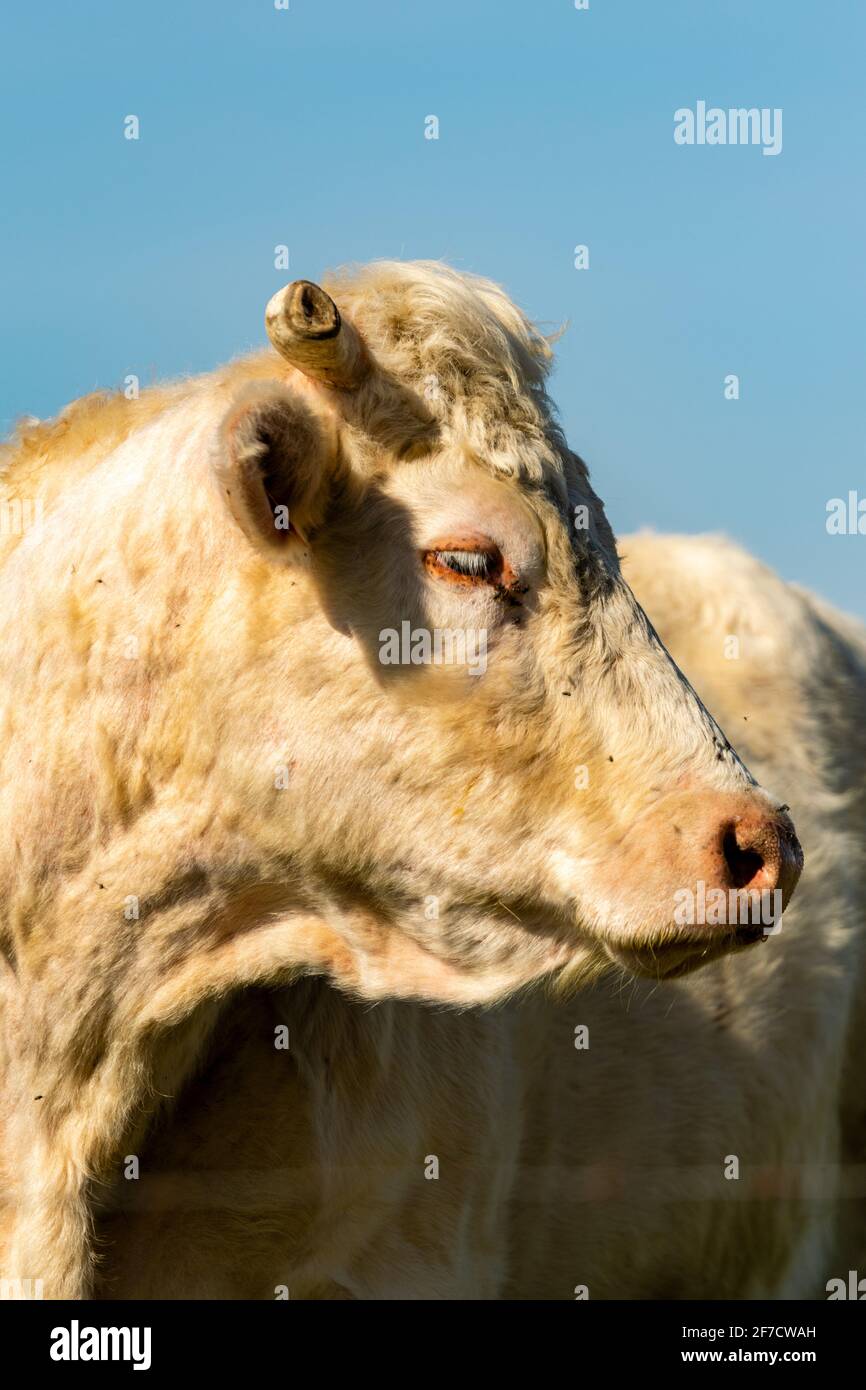 portrait of charolais cow in pasture Stock Photo - Alamy