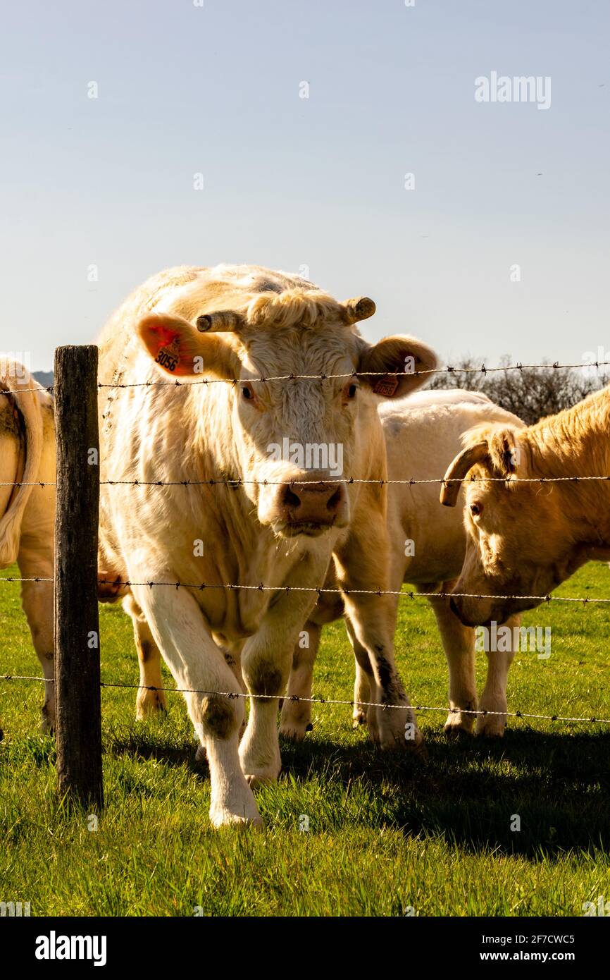 portrait of charolais cow in pasture Stock Photo - Alamy