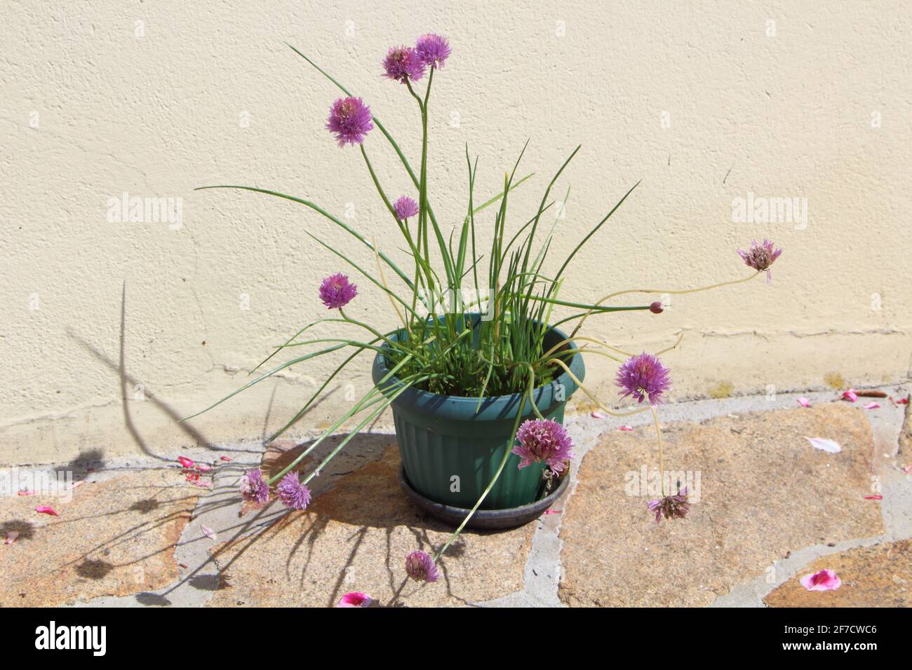 Chive plant with purple flowers in a plastic flower pot Stock Photo - Alamy