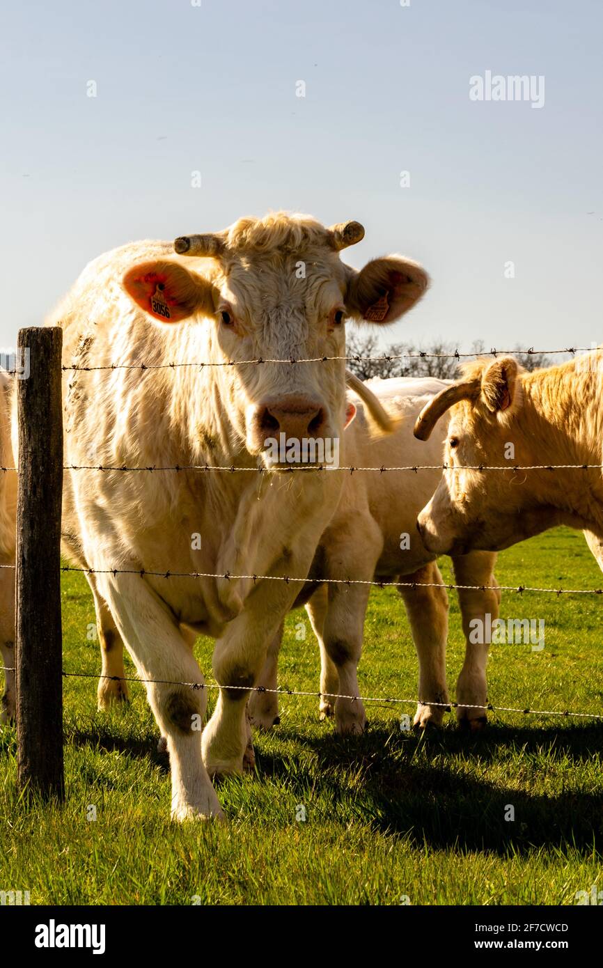 portrait of charolais cow in pasture Stock Photo - Alamy