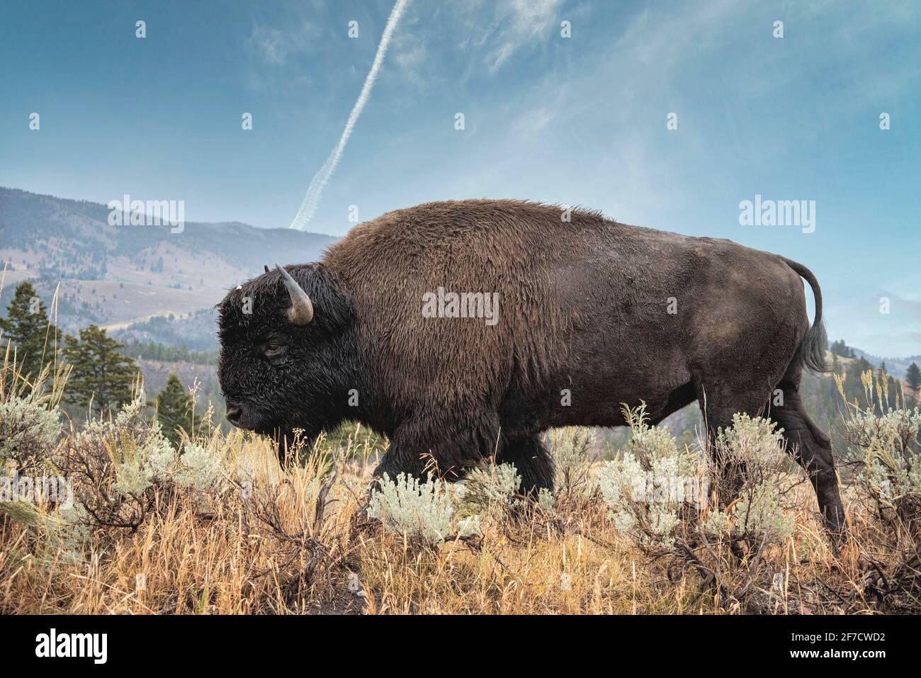 Yellowstone national park wildlife hi-res stock photography and images ...
