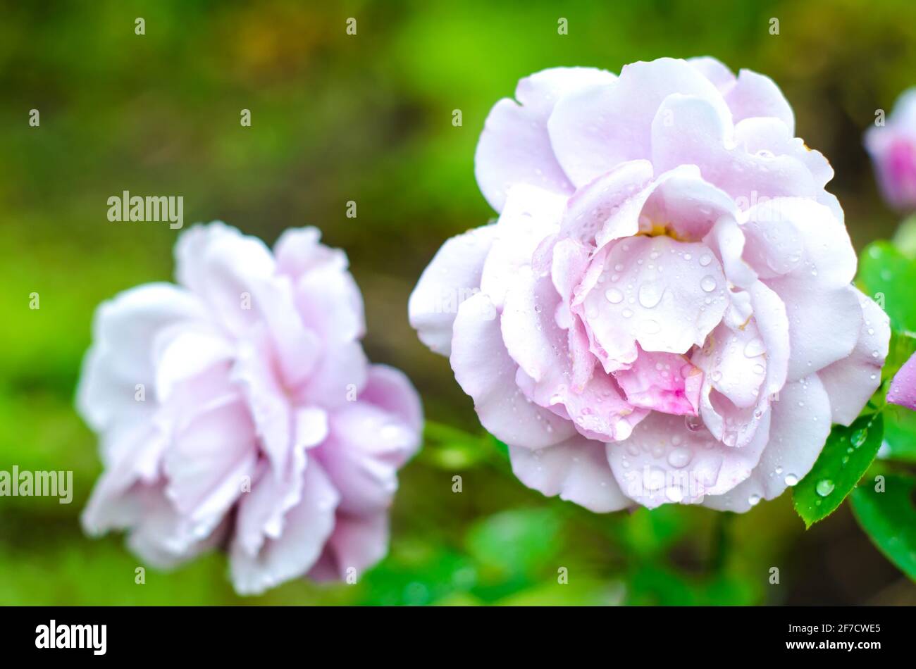 purple rose with water drops Stock Photo - Alamy