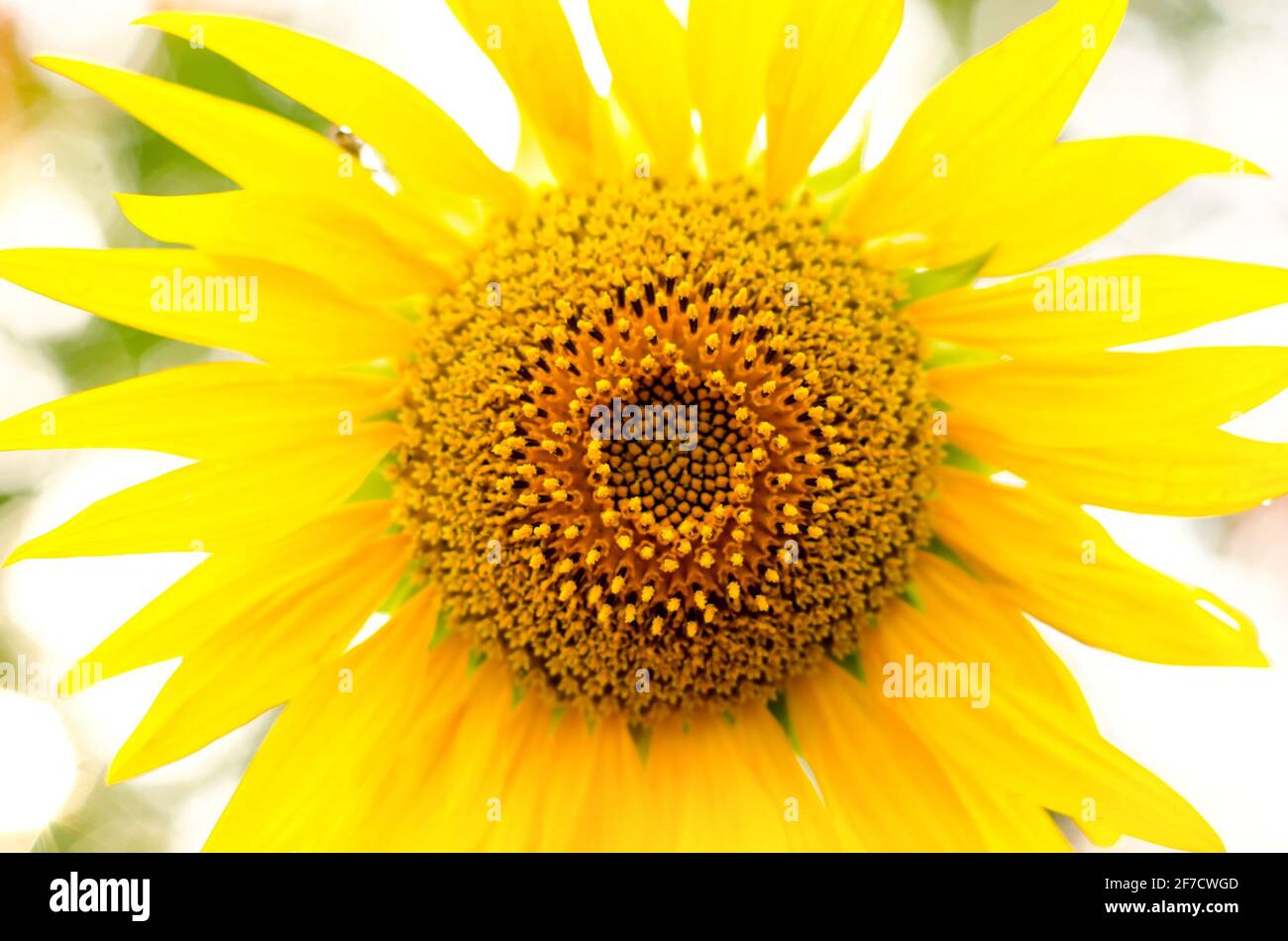 Closeup of the sunflower hi-res stock photography and images - Alamy