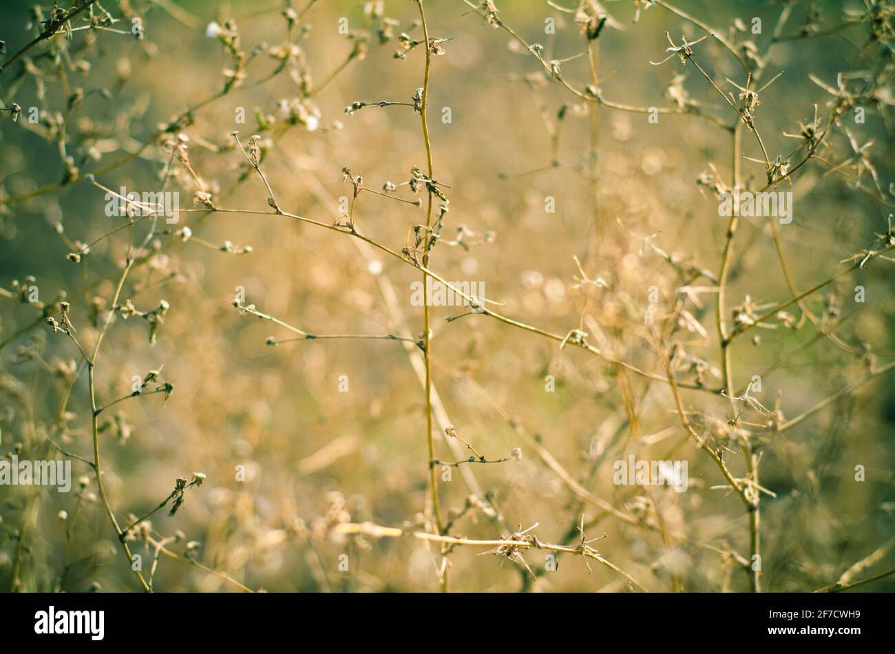 Field background background of dry grass hi-res stock photography and ...