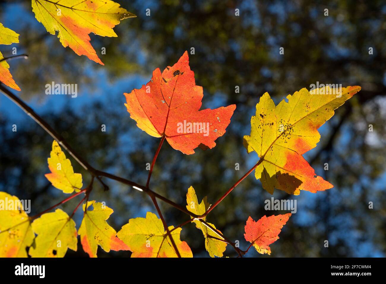 Sugar maple tree colors hi-res stock photography and images - Alamy