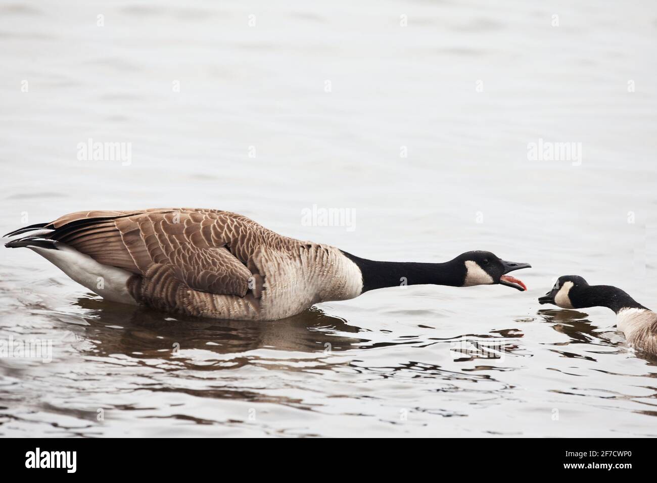 Aggressive ducks hi-res stock photography and images - Alamy