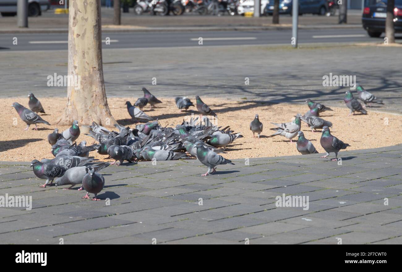A mass of doves on a feeding place beside a road in a city Stock Photo ...
