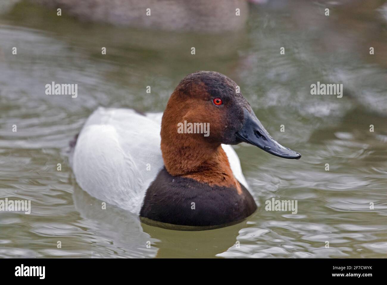 Female canvasback hi-res stock photography and images - Alamy