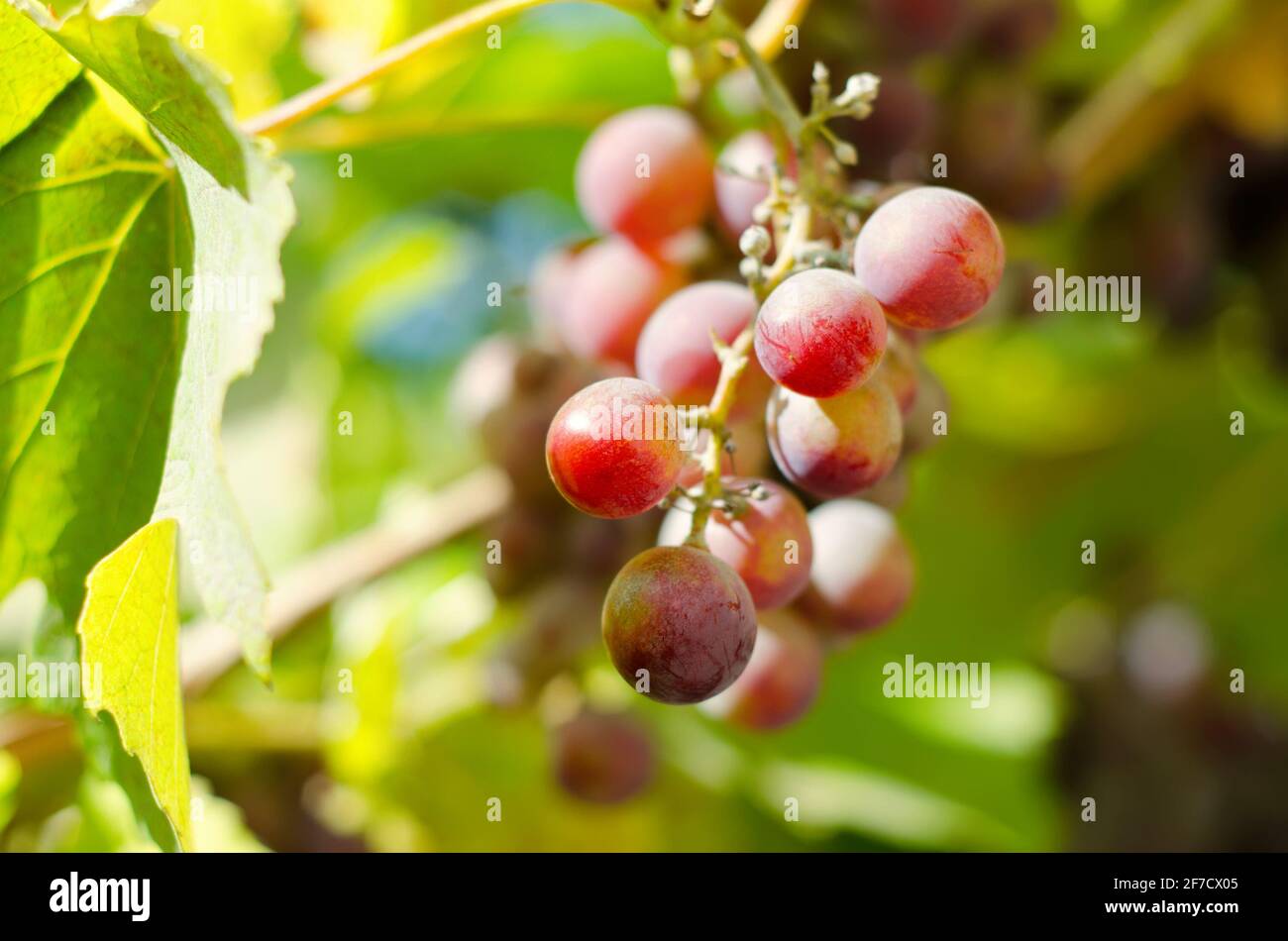 Red grape vine sun hi-res stock photography and images - Alamy