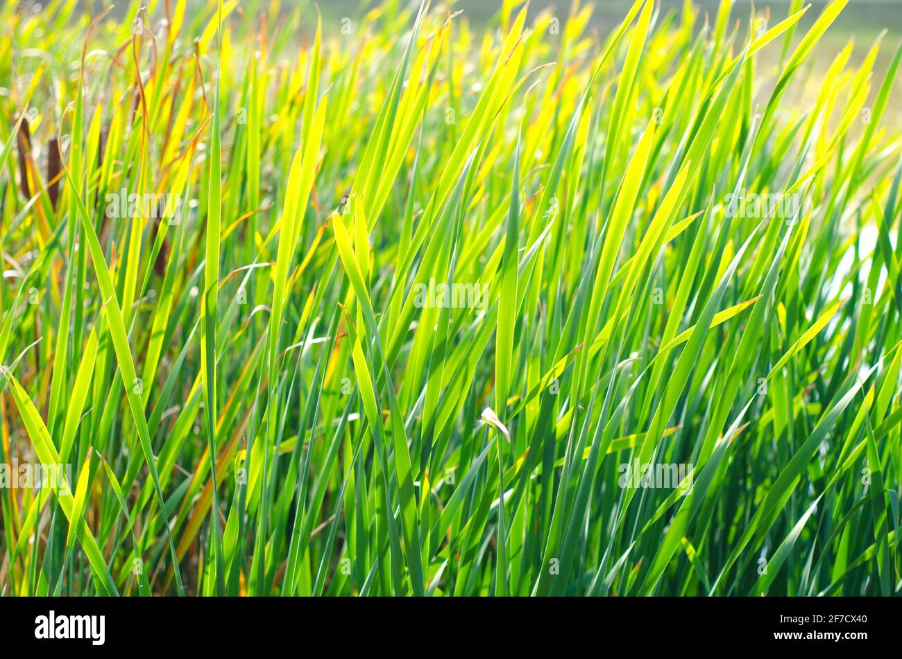 Reed background hi-res stock photography and images - Alamy