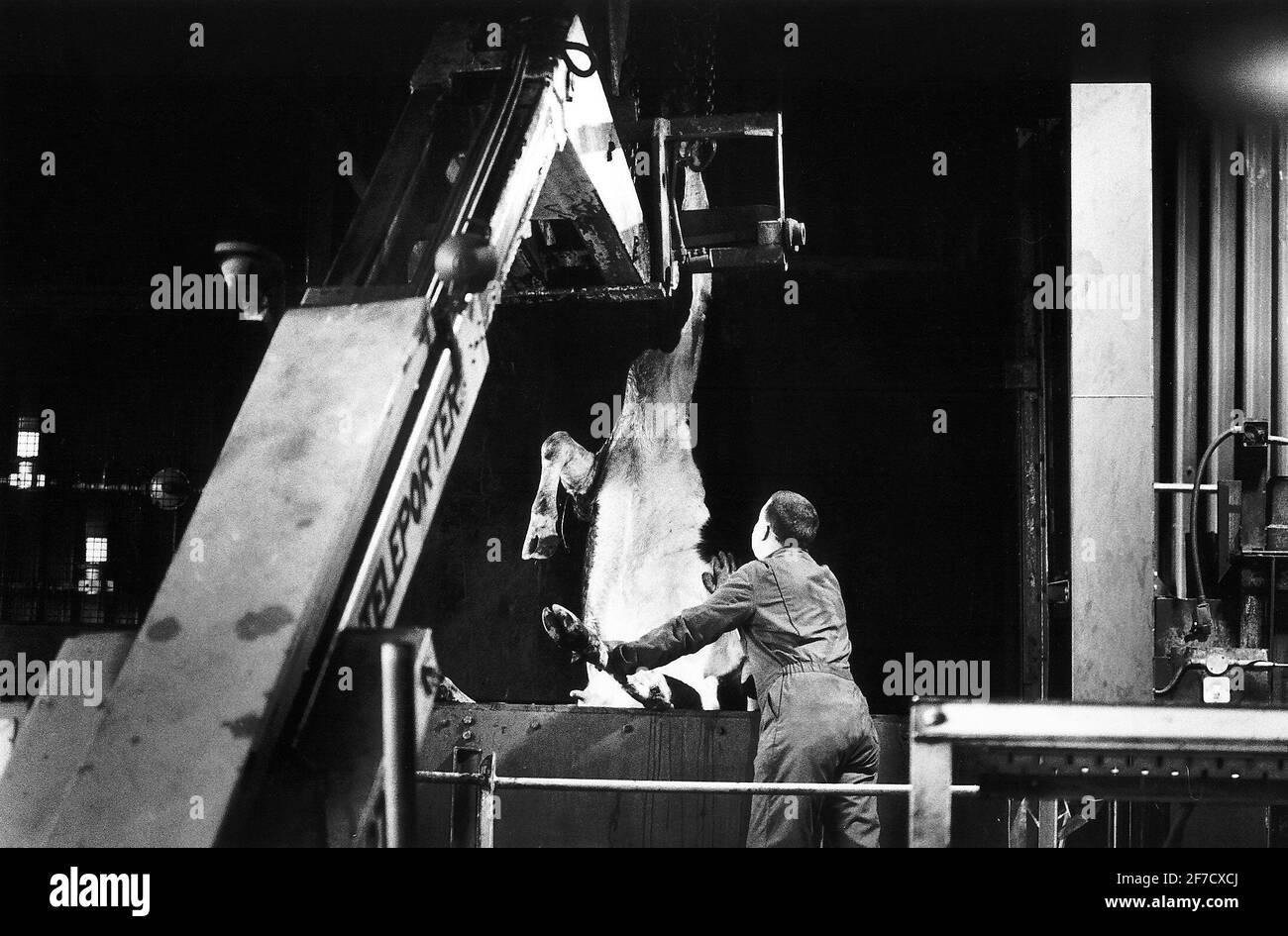 Cattle Beef Meat BSE Mad Cow Disease CJD infected cow being loaded into ...