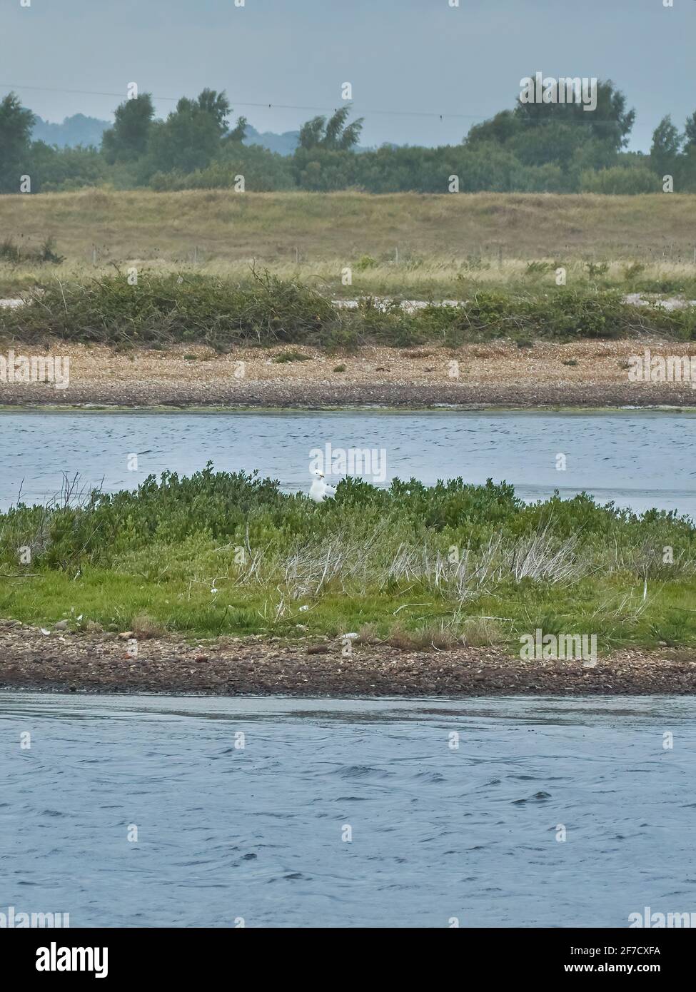 A small island in the middle of a lake, covered in plants and with a ...