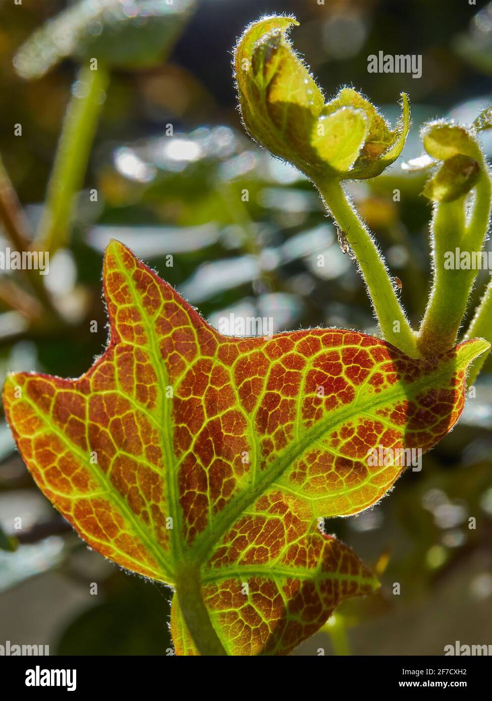Ivy leaves emerging from their buds, one fully unfurled, others still ...