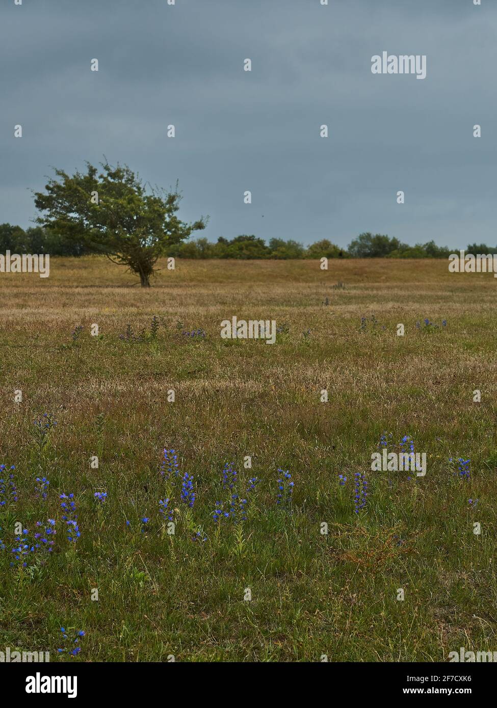 Wind blown tree hi-res stock photography and images - Alamy