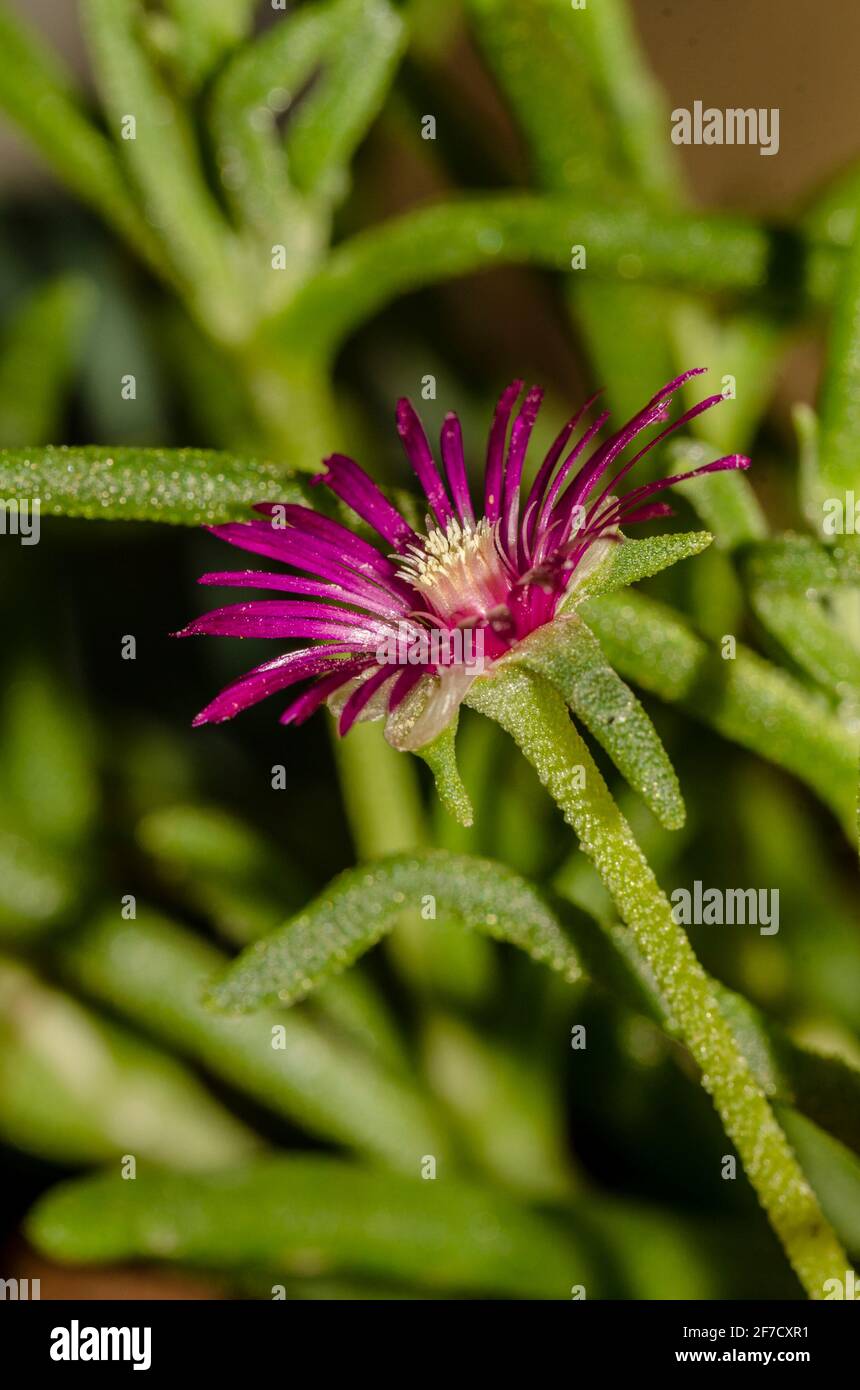 Delosperma cooperi plant hi-res stock photography and images - Alamy