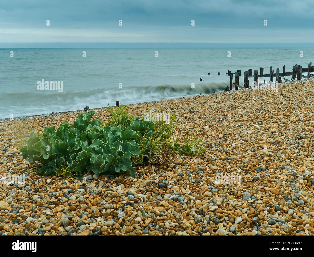 A well established sea-kale plant breaks up the mineral colours of a ...