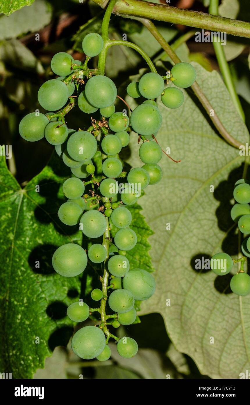 White cluster grapes in vineyard hi-res stock photography and images ...
