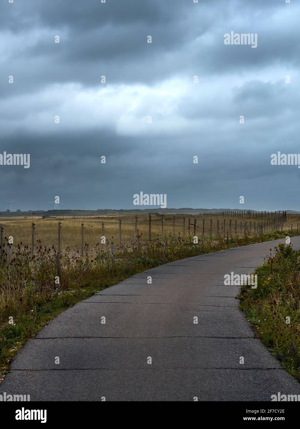 Rye plants hi-res stock photography and images - Alamy