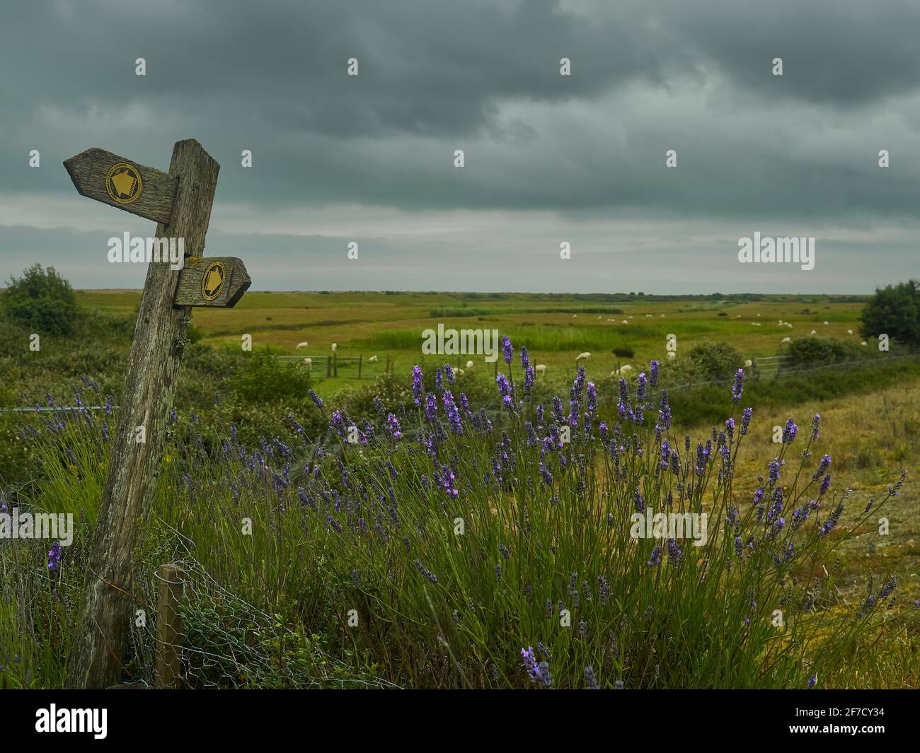 Lavender trail hi-res stock photography and images - Alamy