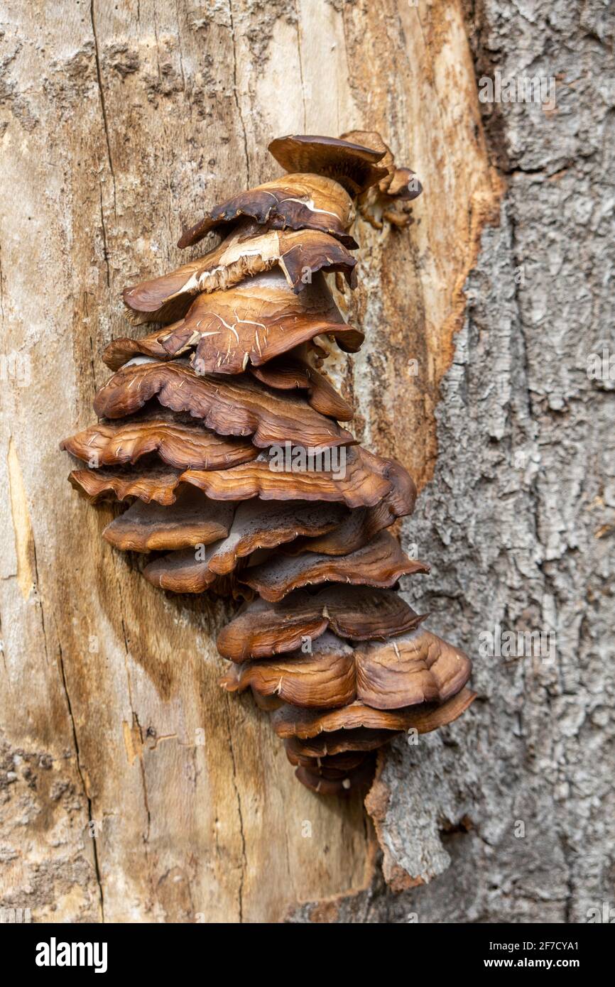 Fungus On Dead Tree Stump High Resolution Stock Photography and Images ...
