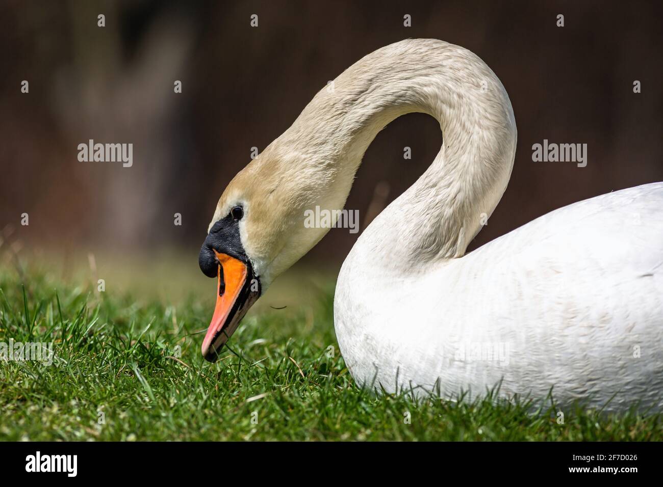 A wild white mute swan with orange beak lying down pecking at green ...