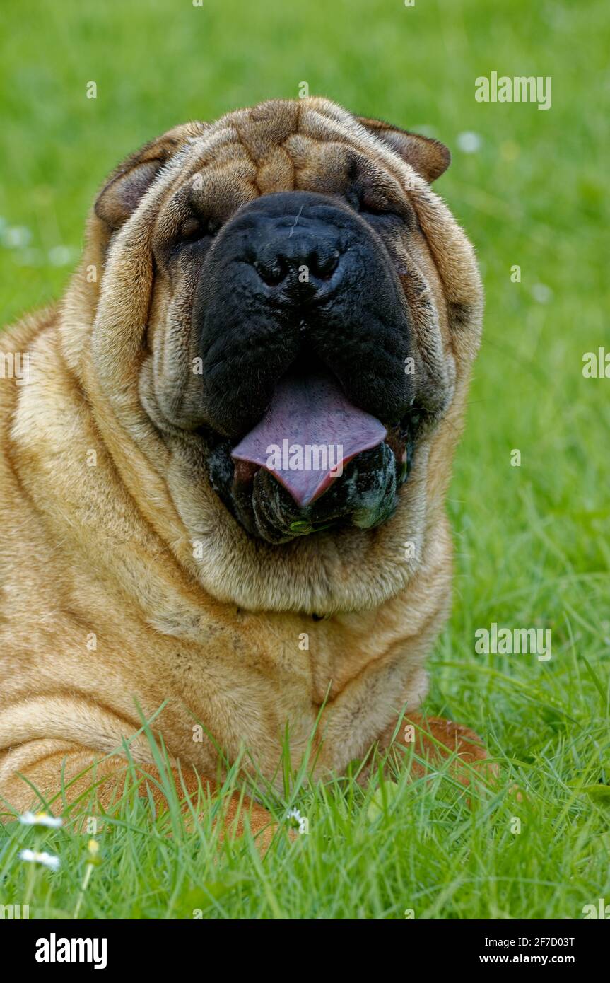 Chinese fighting dog hi-res stock photography and images - Alamy