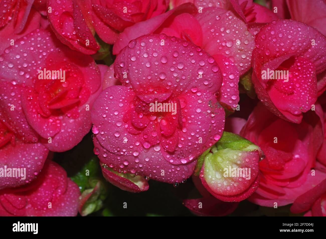 Begonia flowering close-up Stock Photo - Alamy