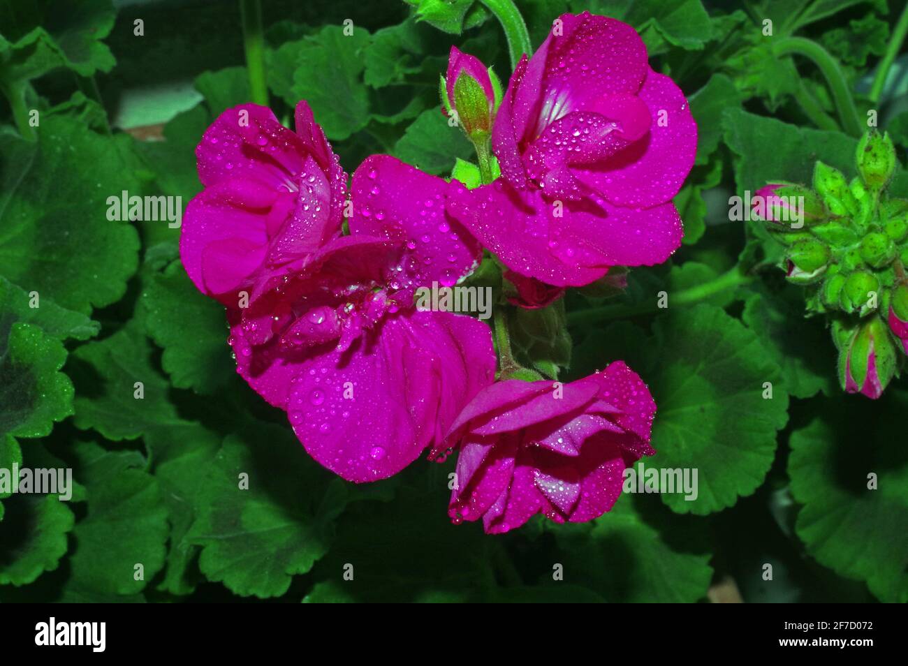 Geranium petals hi-res stock photography and images - Alamy