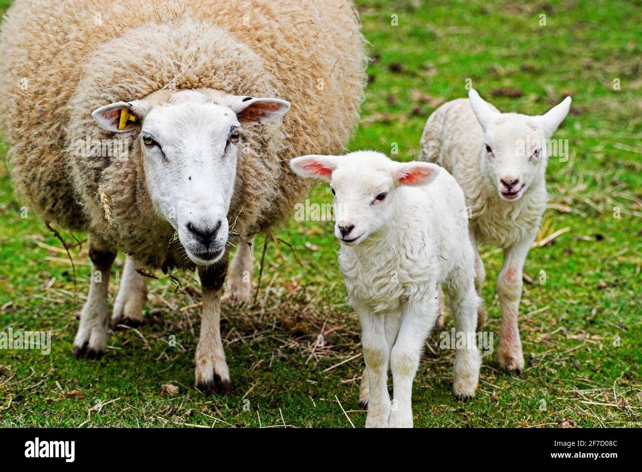 Two spring lanbs in a field with their mother Stock Photo - Alamy
