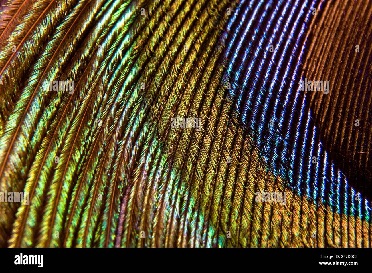 Macro photo of a peacock feather Stock Photo - Alamy