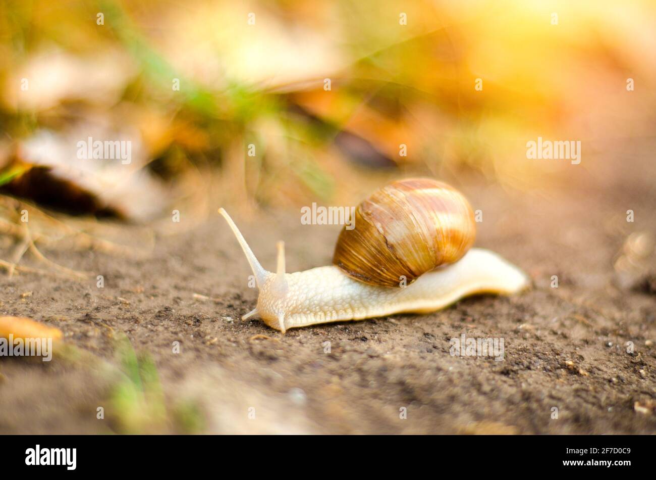 Beautiful Snail High Resolution Stock Photography and Images - Alamy