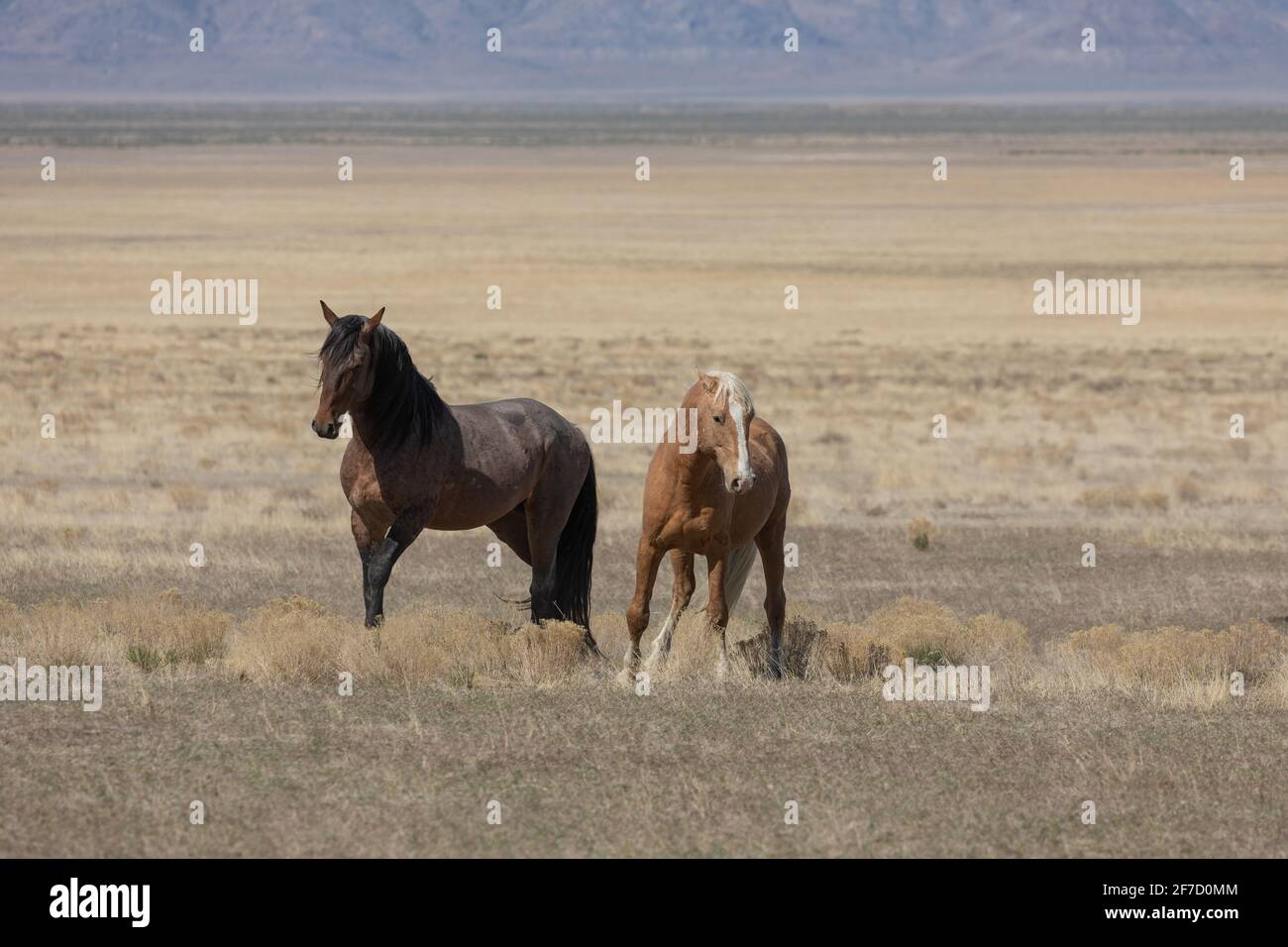 Wild Hors Stallions in the Utah Desert Stock Photo - Alamy