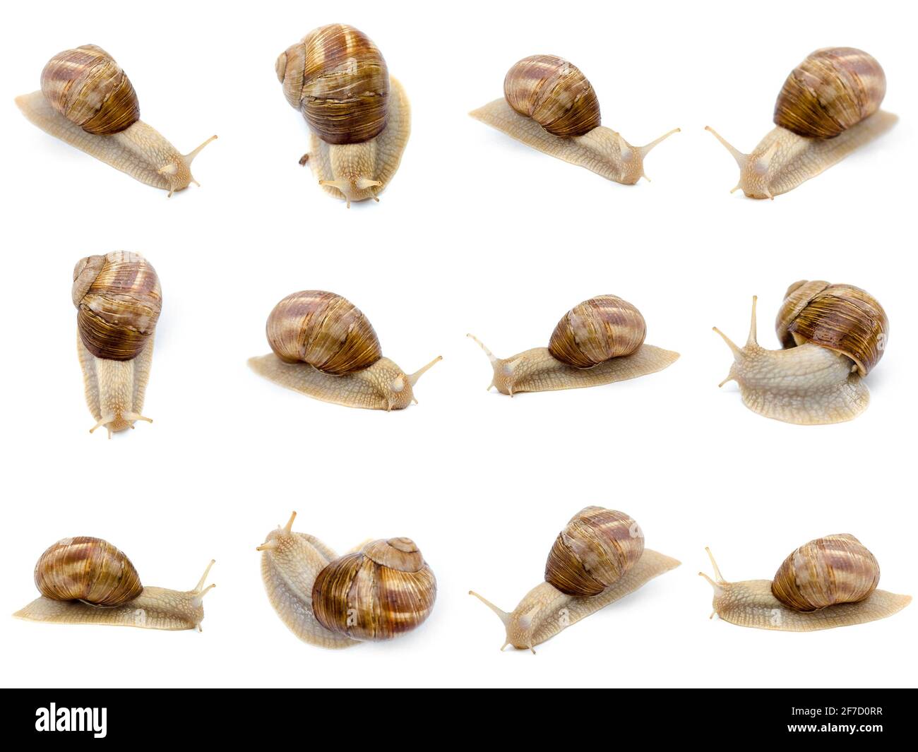 snails collection isolated on a white background Stock Photo - Alamy