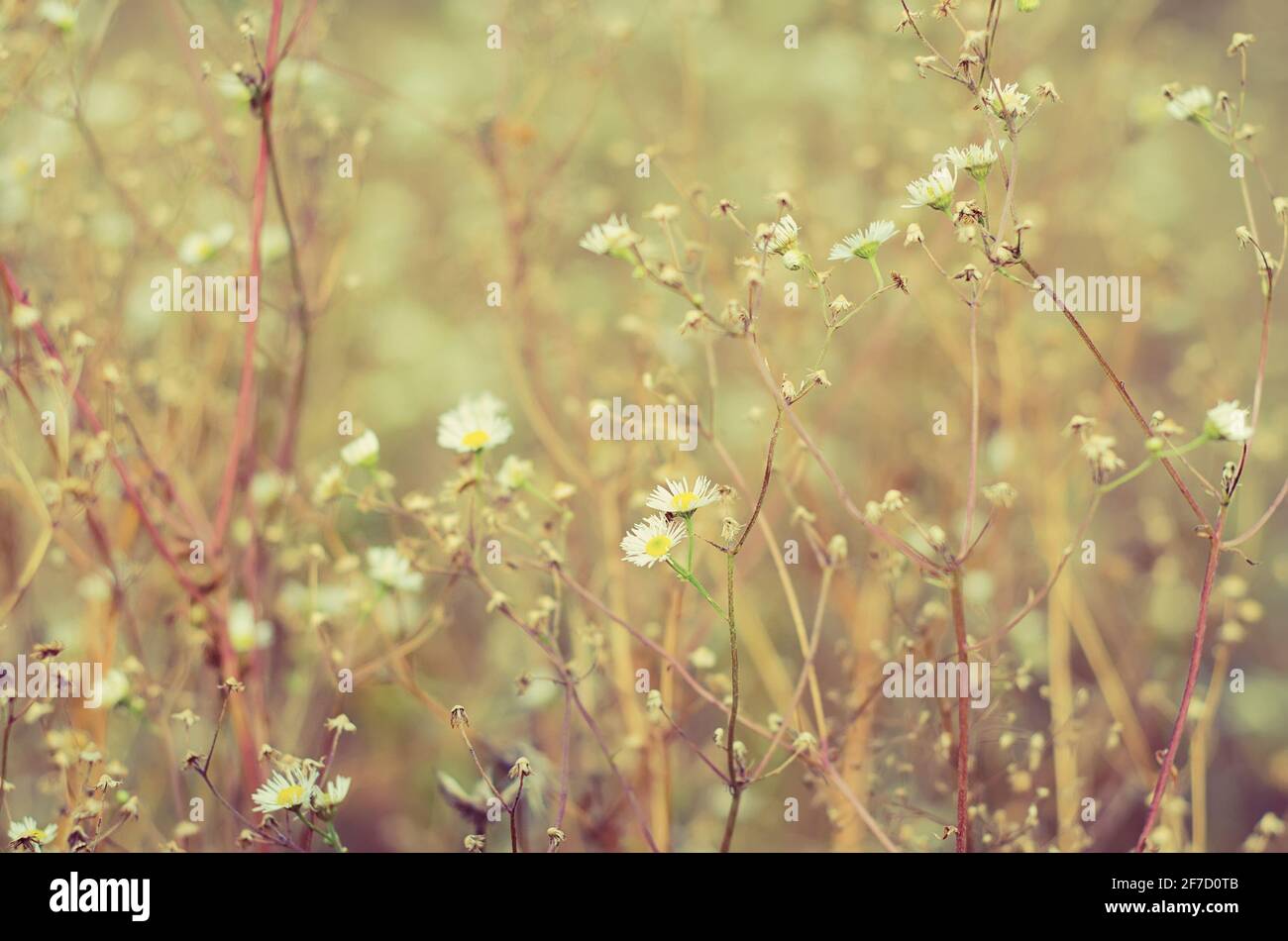 soft background from wildflowers in the field Stock Photo - Alamy