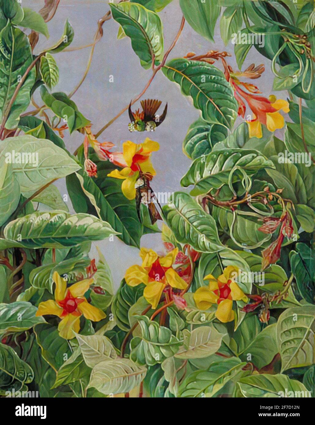 John William North - Brazilian Climbing Shrub Humming Birds 1873 Stock ...