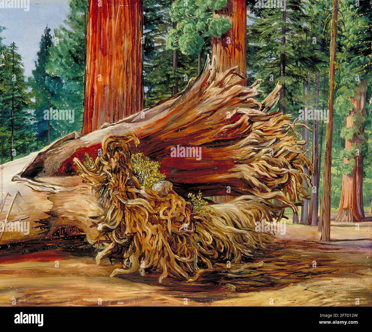 Calaveras grove hi-res stock photography and images - Alamy