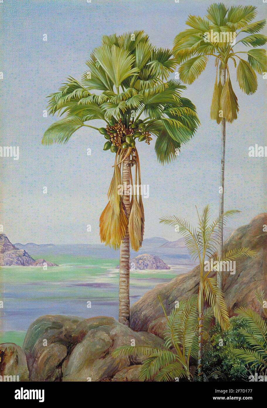 John William North - Male Female Trees Coco Mer Praslin 1883 Stock ...
