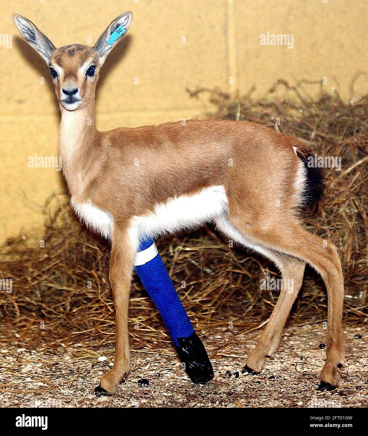 Injured gazelle hi-res stock photography and images - Alamy