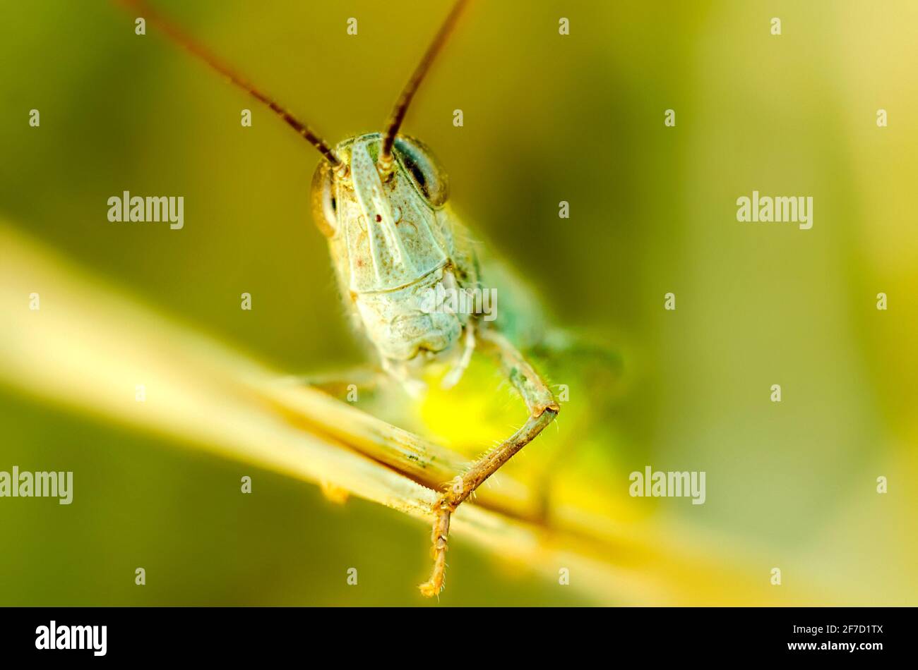 beautiful grasshopper sitting in the grass macro Stock Photo - Alamy