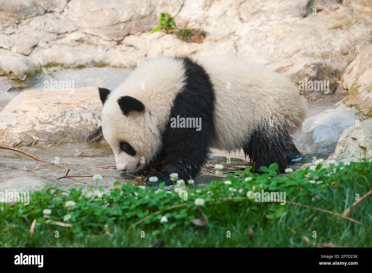 Zoo panda water hi-res stock photography and images - Alamy