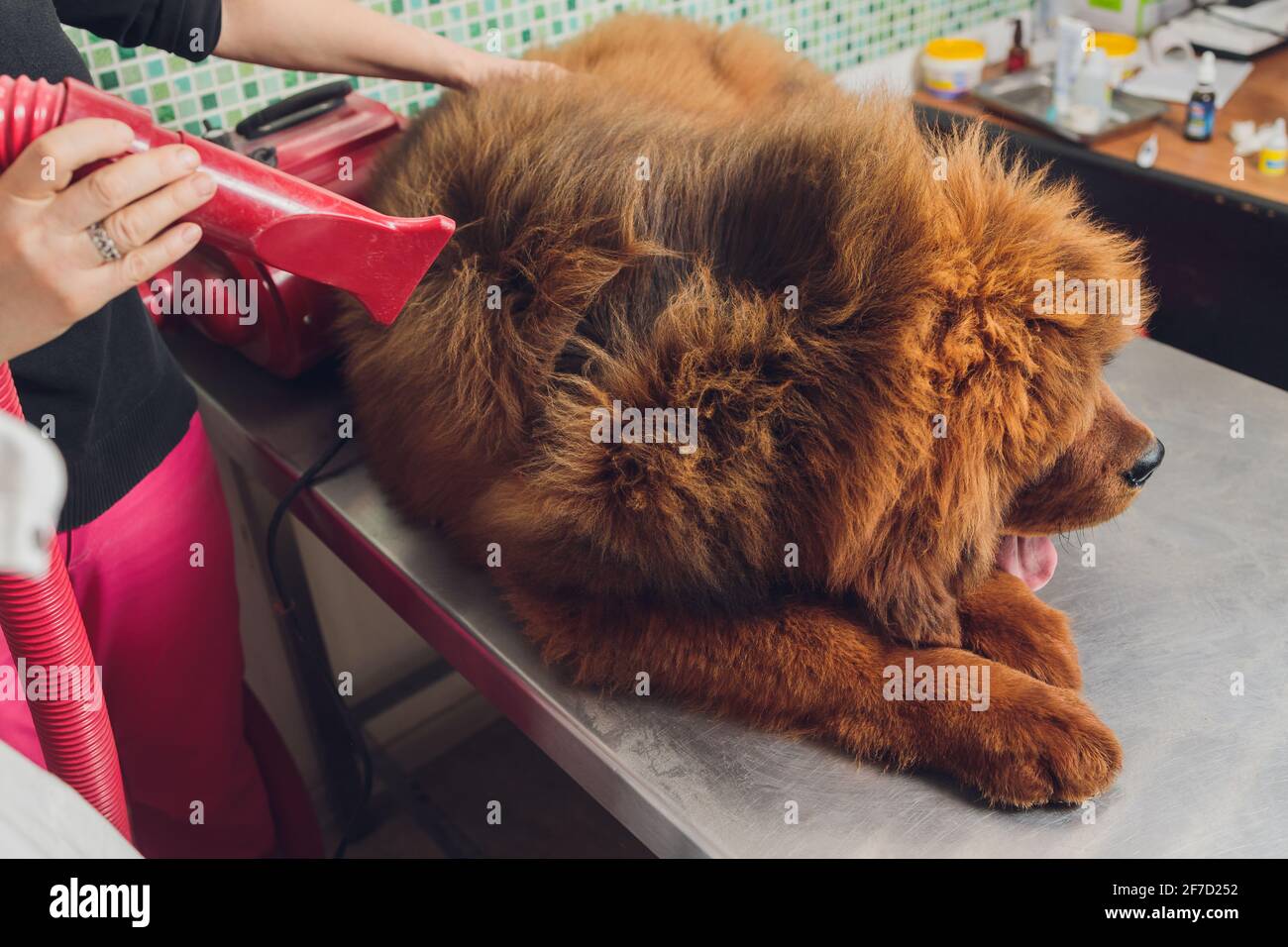 drying and combing wool of dog in grooming salon, professional groomer ...