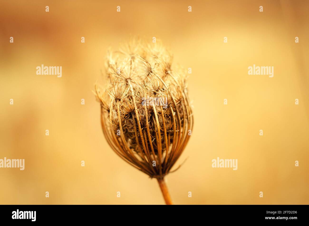 dry plant in the field Stock Photo - Alamy
