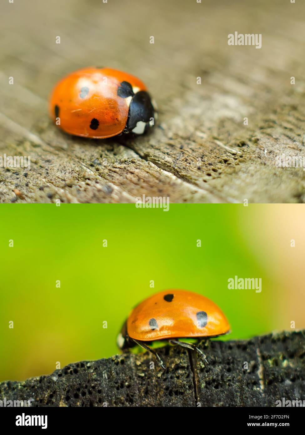 Two spotted lady beetle hi-res stock photography and images - Alamy