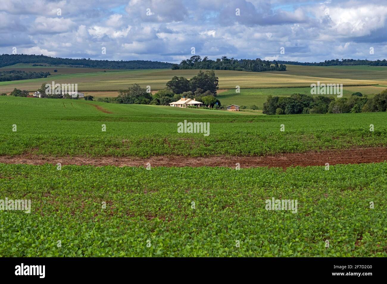 Farm and soybean field for the production of soyabeans / soya beans in ...