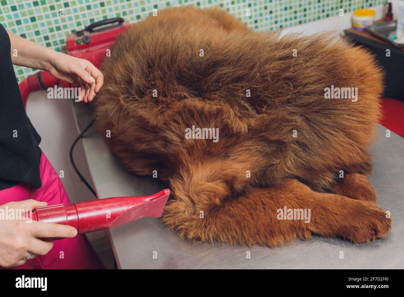 drying and combing wool of dog in grooming salon, professional groomer ...