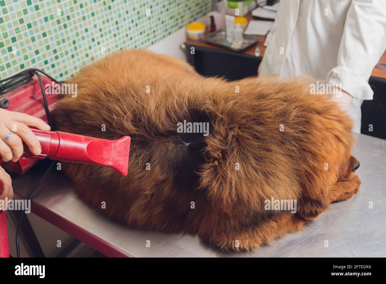 drying and combing wool of dog in grooming salon, professional groomer ...